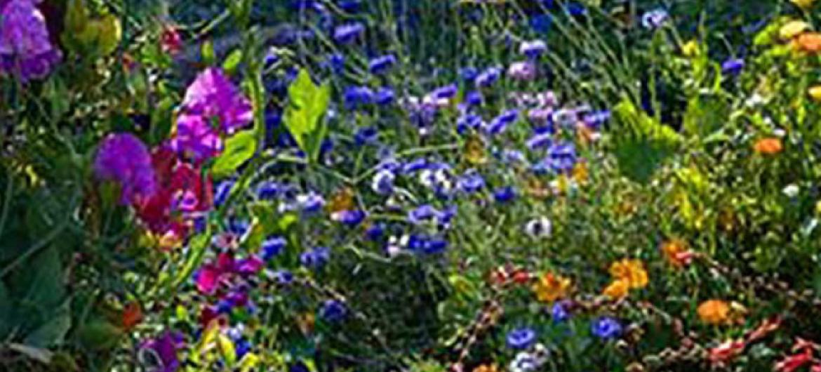 Trewartha Residential and Nursing Home I Carbis Bay